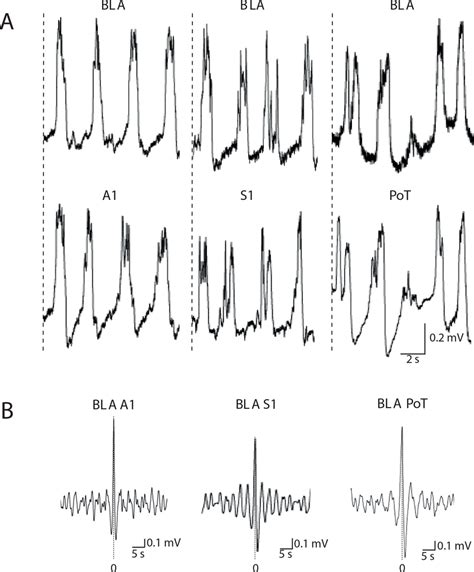 Oscillations In The Basolateral Amygdala Bla Are Synchronized With