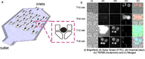 Figure 1 From Cell Chip Array For Microfluidic Proteomics Enabling Rapid In Situ Assessment Of