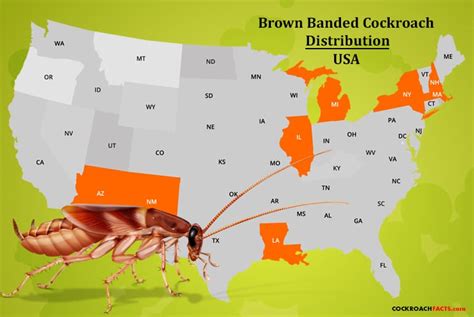 Where Do German Cockroaches Live