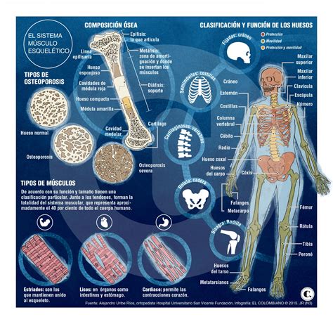 Parte Del Cuerpo Que Cumple Una Funcion Estudiar