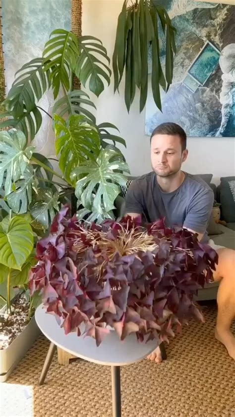 Оксалис до и после полива Контейнерное садоводство Фиолетовые растения Идеи посадки растений