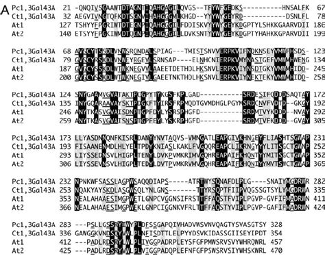 partial sequence alignment of ct1 3gal43a a sequence alignment of