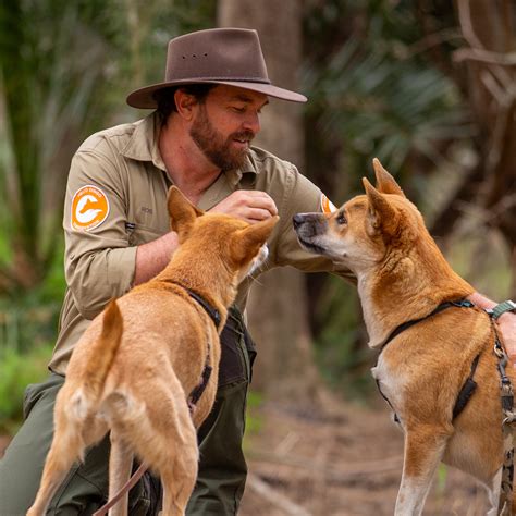 For Schools — Hello Dingo