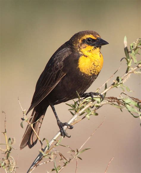 Yellow Headed Blackbird Audubon Field Guide