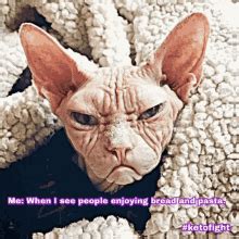 Bald Cat S Tenor
