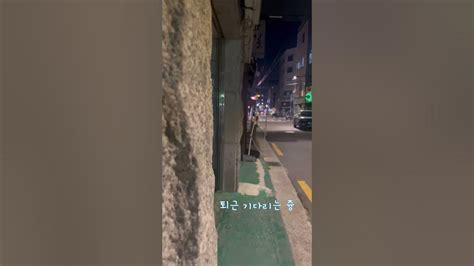 퇴근하는 남자친구 깜짝 몰카 🐶🍀 Youtube