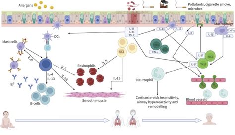 Asthma Genes Understanding Your Genetic Pathways