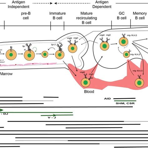 Schematic Structure Of A B Cell Receptor With Igαβ Heterodimer On