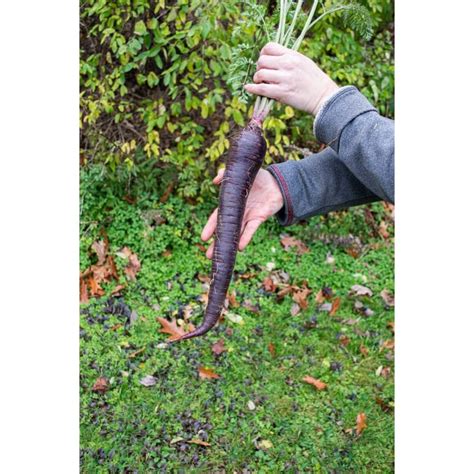 Deep Purple Carrot F1 Hybrid 72 Days Pinetree Garden Seeds