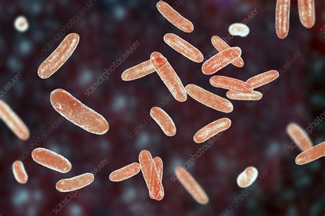 Citrobacter Bacteria Illustration Stock Image F035 1435 Science Photo Library