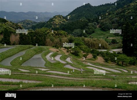 Risaie Sono Caratteristica Tipica Della Coltivazione Del Riso Nel Sud