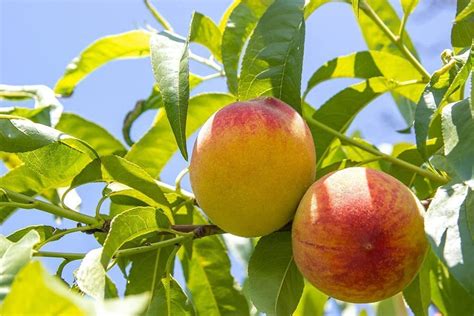 Peach Tree Seeds Grow Delicious Peaches Made In Usa Ships From