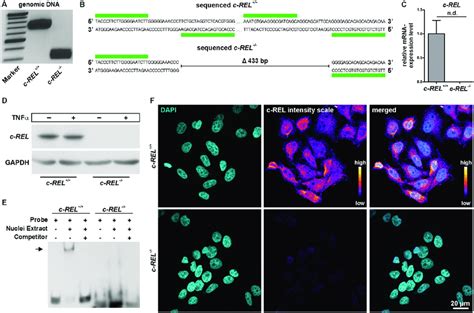 Successful Validation Of The C Rel Knockout In Hela Kyoto Cells On Dna