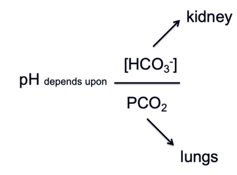 Acid Base Disorders Flashcards Quizlet