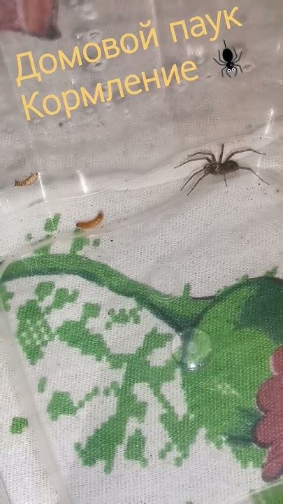 Домовой паук Youtube