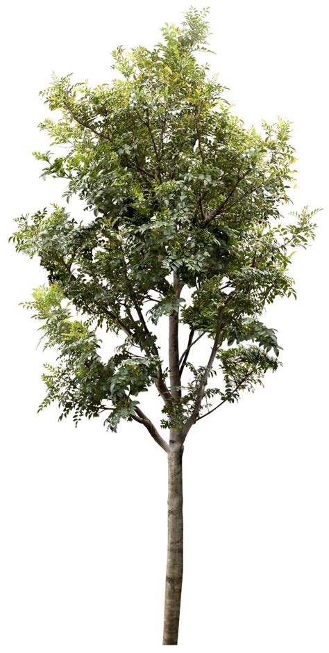 Pin By Lanmengmei6 On Photoshop Materia Tree Photoshop Landscape Design Landscape Elements