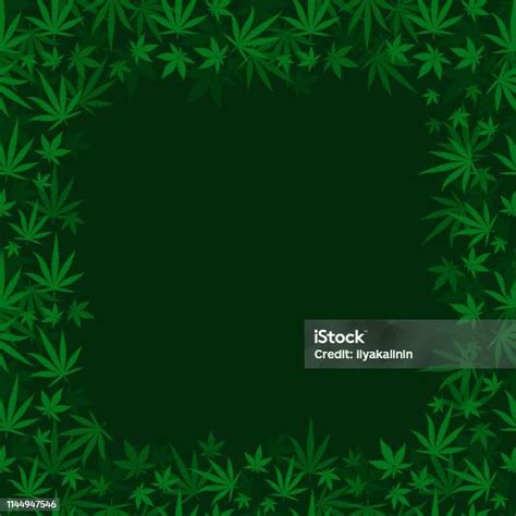 마리화나 짙은 녹색 잔디 광장 프레임 배너입니다 대마초 대 마 식물 테두리 프레임 격리 투명 배경입니다 텍스트 위치에 대 한