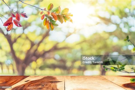 복사 공간 빈 오래된 나무 테이블 추상적 인 배경에 태양 빛과 공원과 녹색 자연 보케 잎을 흐리게 신선한 자연의 제품 프리젠 테이션 생태 환경과 자연 개념 0명에 대한 스톡