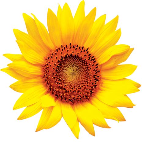 Common Sunflower Clip Art Sunflower Png Download 600600 Free