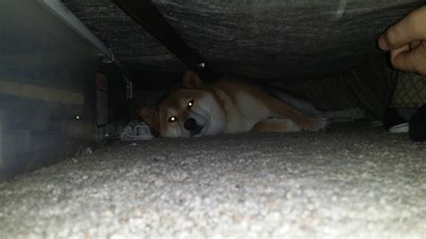Wow Such Hide Much Scared Scrolller Wow Such Hide Much Scared Scrolller