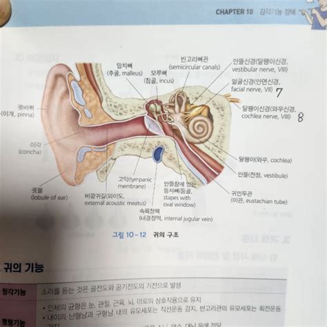 이비인후과 청력청각장애 귀의구조 기능 및 사정 성인간호학 감각기능장애 귀의구조 이경검사 이명 이루 웨버검사 린네검사 롬베르크검사 Caloric Test 네이버 블로그