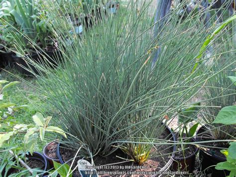 Soft Rush Juncus Inflexus Graceful Grasses® Blue Mohawk®