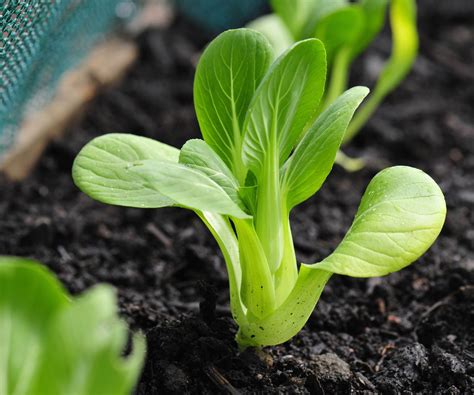 How To Grow Bok Choy Our Guide From Sowing To Harvesting Homes And