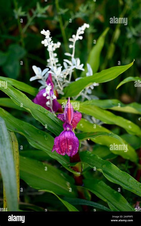 Roscoea Purpureapurple Flowershowy Orchid Like Flowersfloweringrm