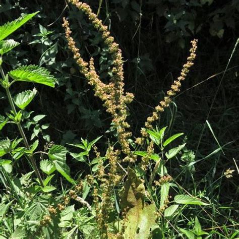 Red Juice Tooth Hydnellum Peckii Mushroom Identification Habitat And Uses