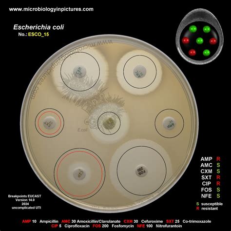 Disk Diffusion Test With Escherichia Coli On Mueller Hinton Agar Ampicillin Co Trimoxazole