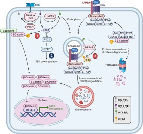 Proposed mechanisms of PI3K and Wnt β catenin crosstalk Download