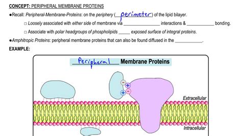 Peripheral Protein Definition Biology Simple At Jonathan Whelchel Blog