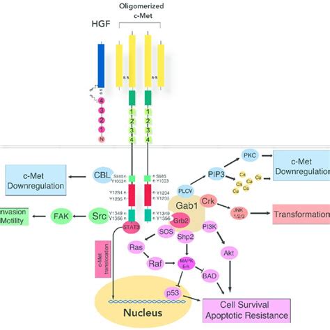 Pro Hgf Hepatocyte Growth Factor Is Secreted As An Inactive