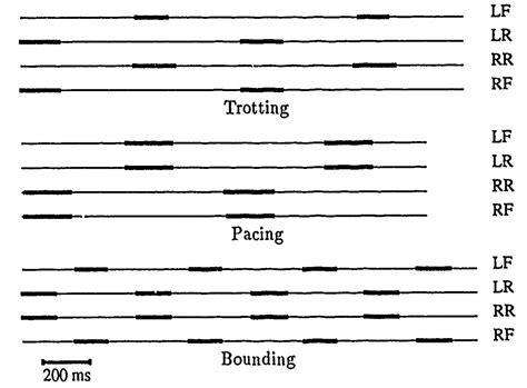 2 Pair Gaits Gait Diagrams Showing The Pattern Of Leg Use