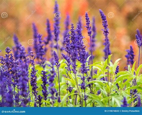 Blue Salvia Farinacea Flowers Or Mealy Cup Sage On Green Background