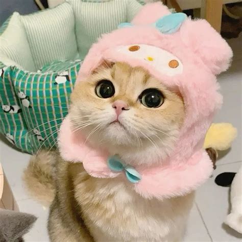 Join The Matchi Discord Server Cute Cat With Hat Pfp Cat With