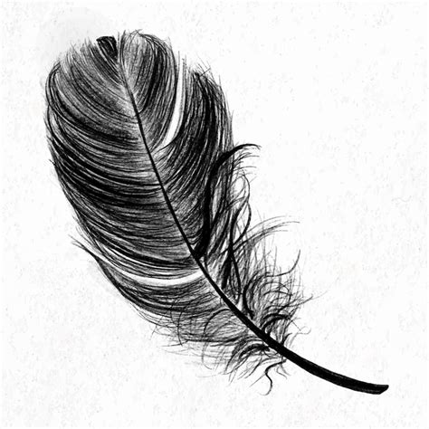 Feather Bird Drawing Graceful Curved Bird Feather Sketch Hand Drawing