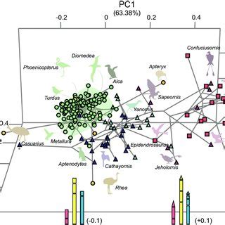 Phylomorphospace Of Hand Evolution In Maniraptora Phylogeny Mapped