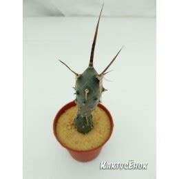 Все кактусы