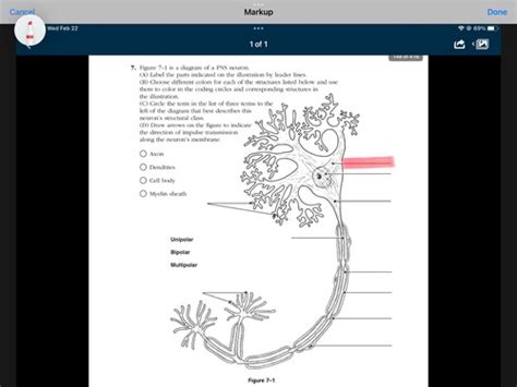 Chapter 7 Test Anatomy Flashcards Quizlet