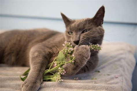 The Power Of Catnip On Cats