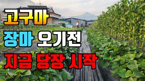 고구마 장마오기전에 꼭 해결 하세요 고구마 순관리 Youtube