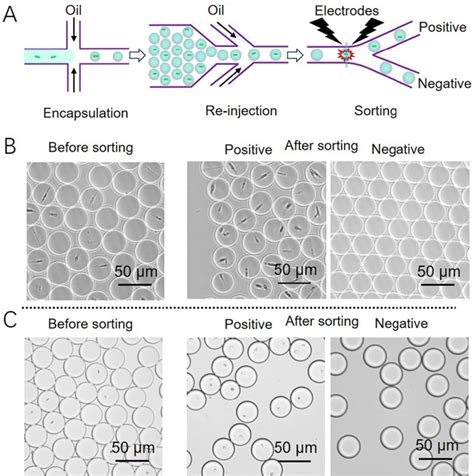 A Workflow Of The Droplet Based Screening Of Microalgae Using Download Scientific Diagram