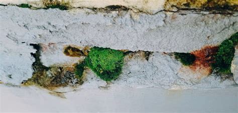 Leaf Soil Green Okay Stock Image Image Of Geology Plant 263065373