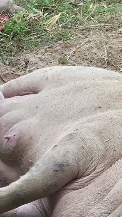 កូនជ្រូក កណ្តុរ អាយុបាន៧ថ្ងៃ ធំៗលឿនណាស់ Cambodia Lifestyle Youtube