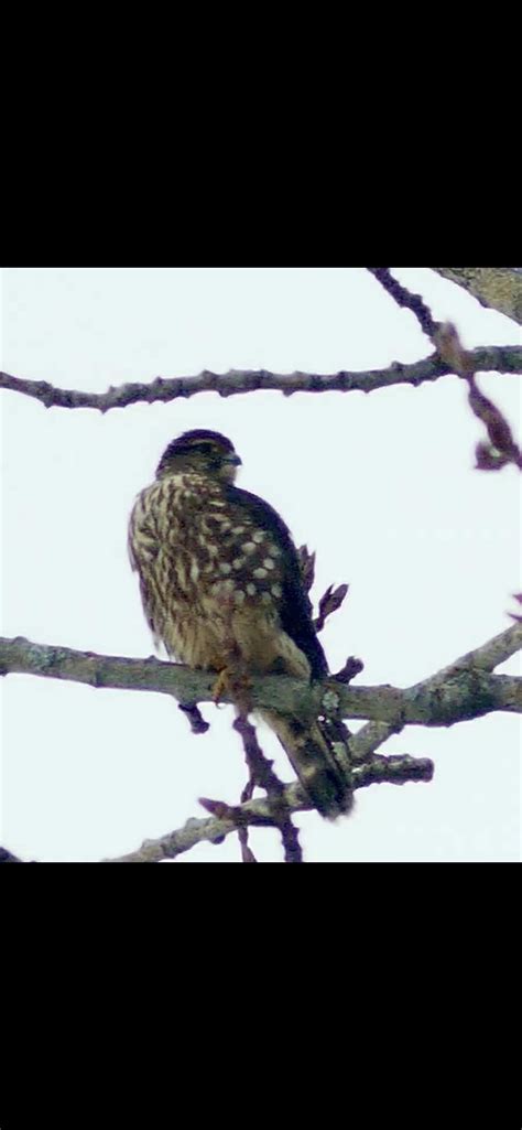 Are We Able To Tell The Sex Of This Merlin Anchorage Ak Rwhatsthisbird