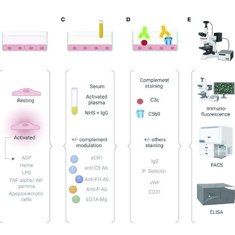 Current And Future Application Fields Of The Ex Vivo Complement