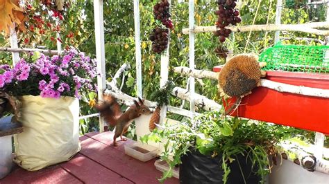 Спокойная музыка🌱снятие стресса🌱relaxation 🐿️ Youtube