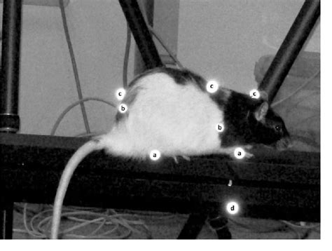 Figure 2 From Challenges Facing Quantification Of Rat Locomotion Along
