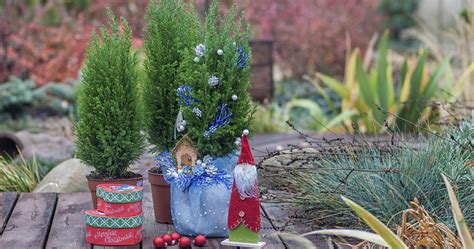 Кипарисовик новогодний – уход в домашних условиях